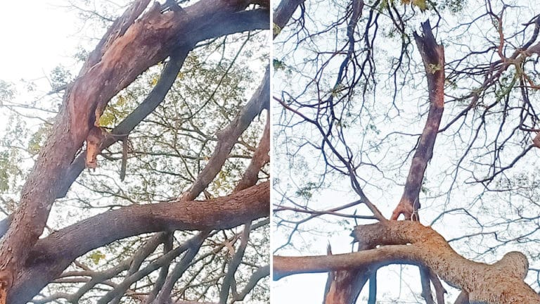 Tree branches hanging dangerously - Star of Mysore