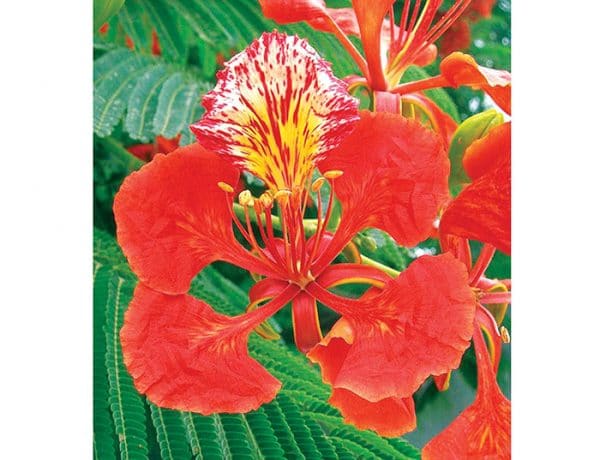 May Flower(s) paint the city red! - Star of Mysore