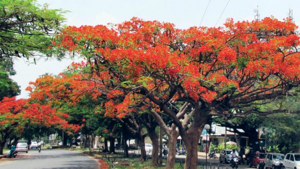 May Flower(s) paint the city red! - Star of Mysore