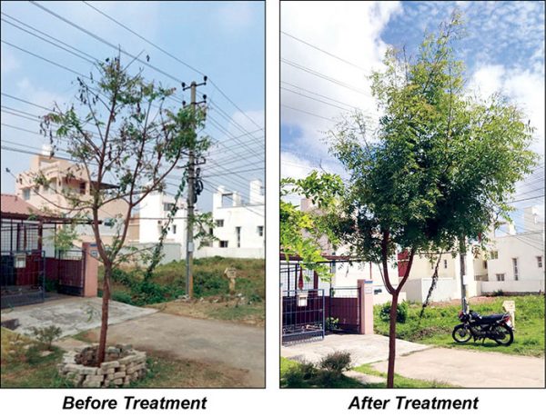 City scientist saves 10 dying Neem trees inside Park - Star of Mysore
