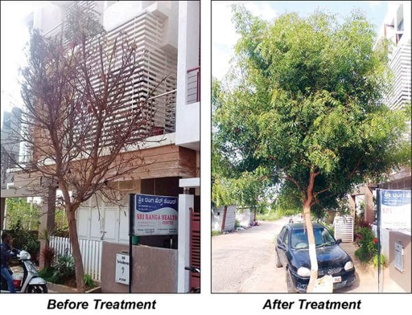 City scientist saves 10 dying Neem trees inside Park - Star of Mysore
