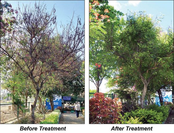 City scientist saves 10 dying Neem trees inside Park - Star of Mysore