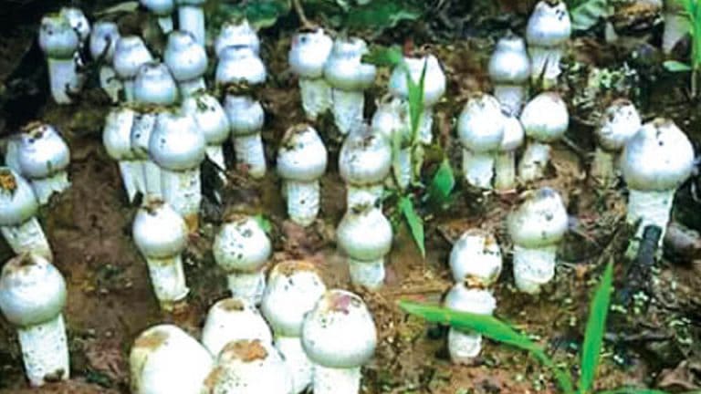 Families in Kodagu hunt for tasty mushrooms - Star of Mysore