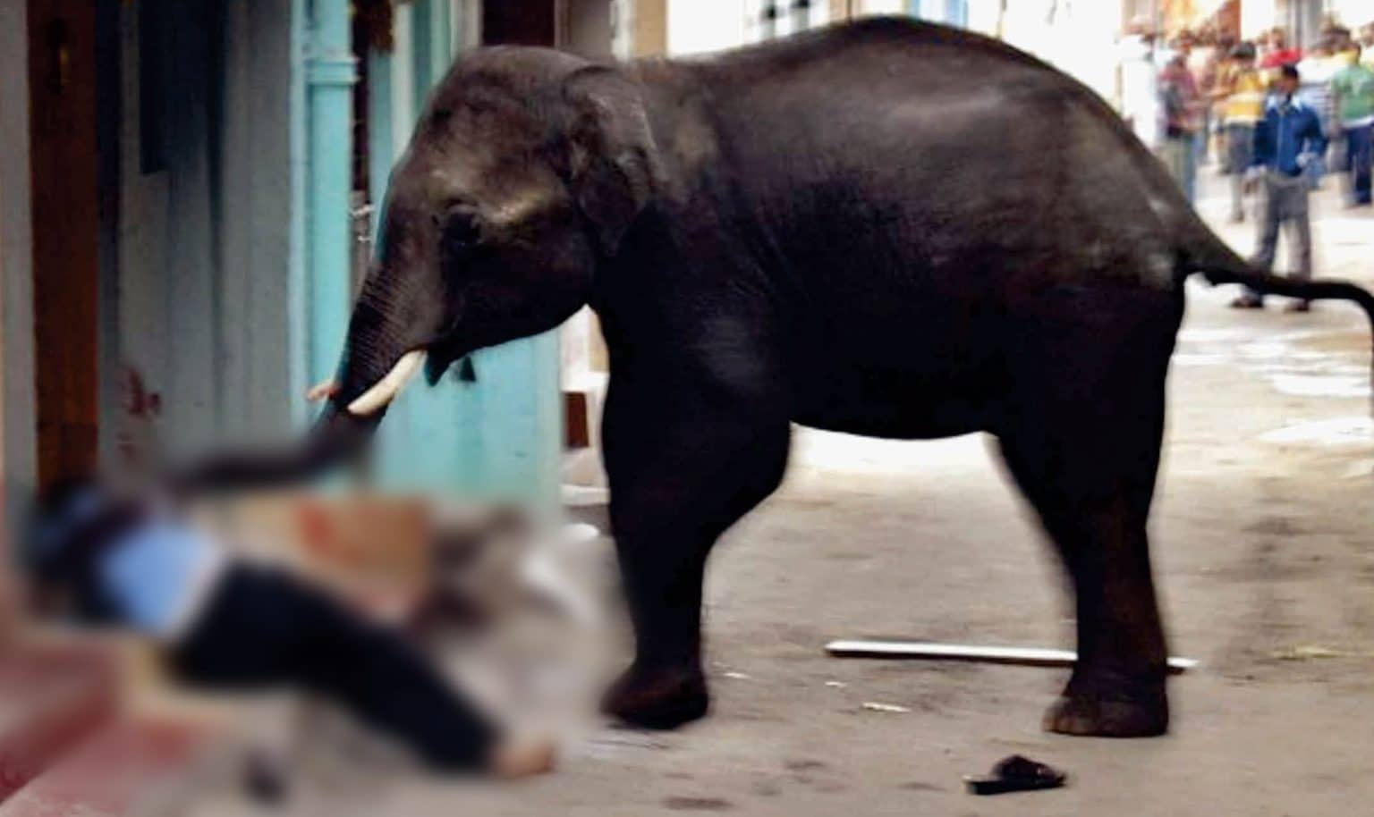 When elephant rampage caused terror 10 years ago - Star of Mysore