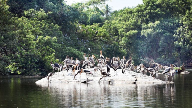 Ranganthittu‌ Re-opens - Star of Mysore