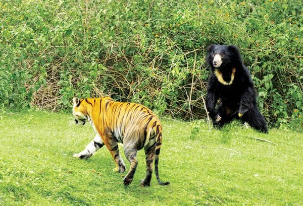 Sloth bear’s tiger chase has netizens thrilled - Star of Mysore