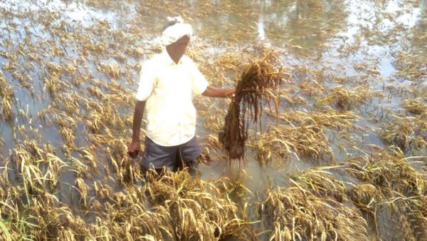 Flood water ravages paddy fields - Star of Mysore