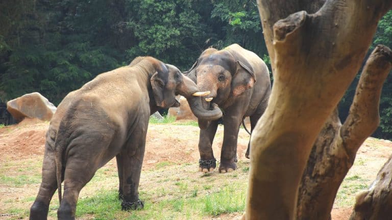 Mathigodu Elephant Camp Archives - Star of Mysore