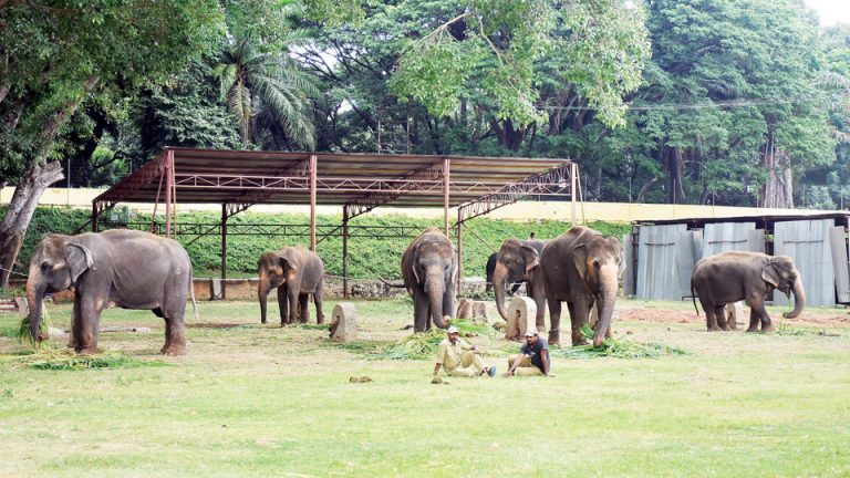 Four Palace elephants to be rehabilitated in Gujarat - Star of Mysore