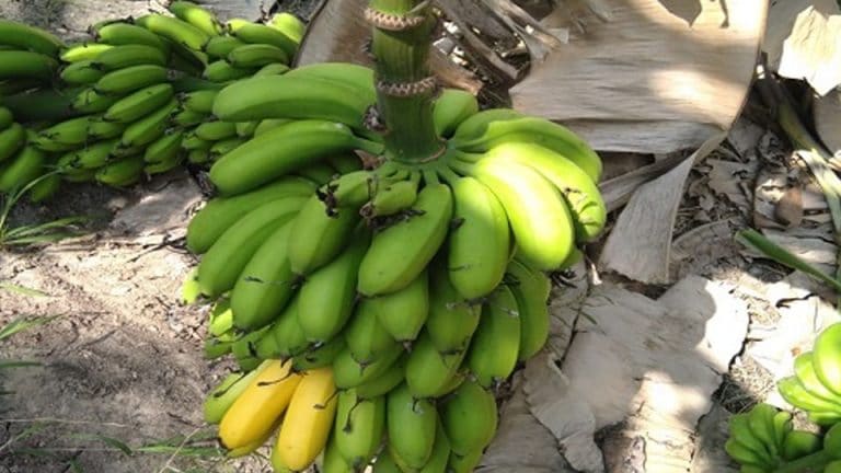 With reducing growing areas: Nanjangud Rasabale faces threat of losing ...