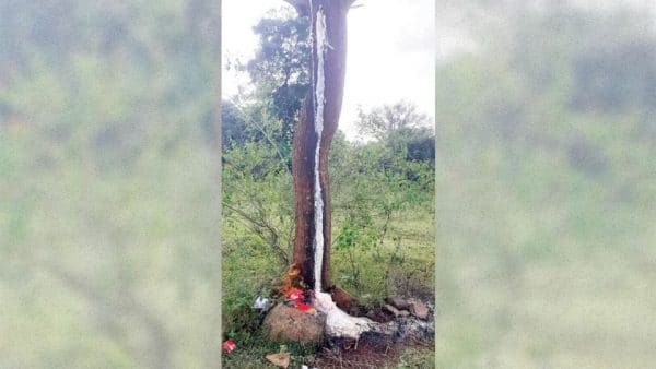Villagers crowd ‘miracle’ neem tree oozing ‘milk’ - Star of Mysore