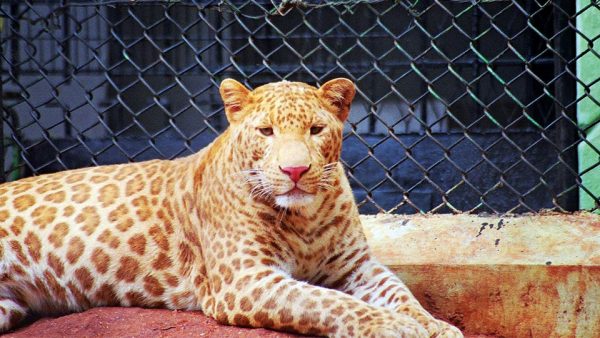 Not only Rajasthan, even Mysuru had a rare pink leopard - Star of Mysore