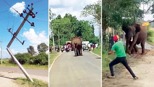 Lone tusker creates havoc near Tibetan camp - Star of Mysore
