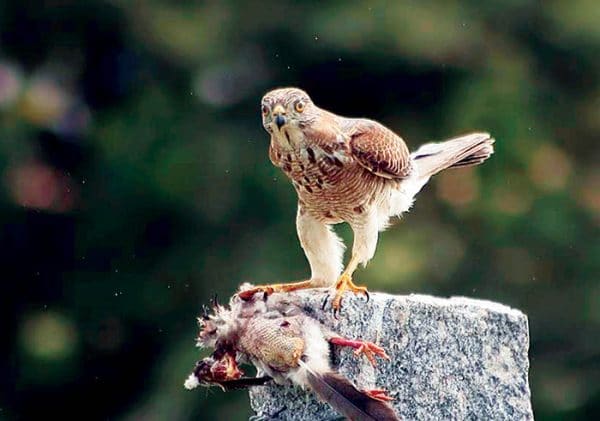 Shikra, the leopard of avian kingdom - Star of Mysore