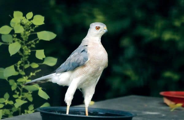 Shikra, the leopard of avian kingdom - Star of Mysore