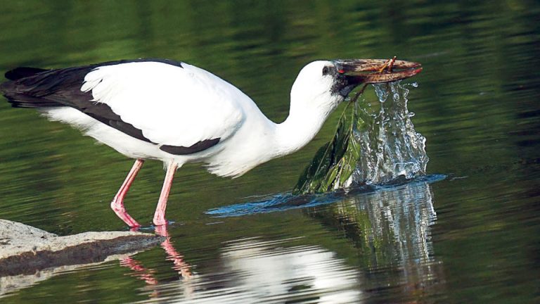 It's breeding time for birds... - Star of Mysore