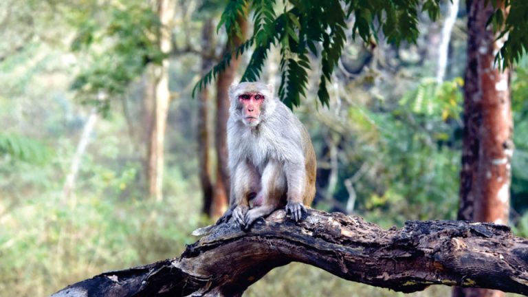 Rhesus monkey spotted on tree at Nagarahole - Star of Mysore
