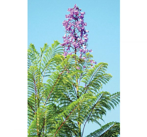 The grandeur of Jacaranda - Star of Mysore
