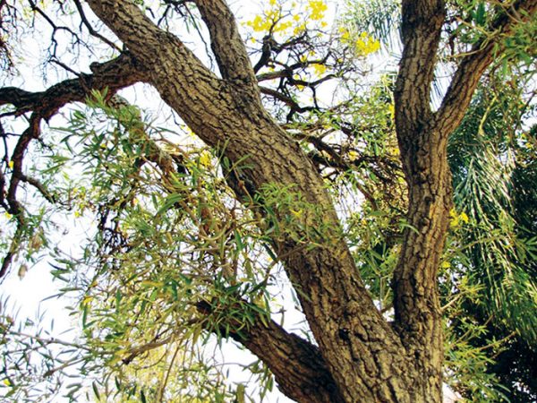 Tree of Gold - Star of Mysore