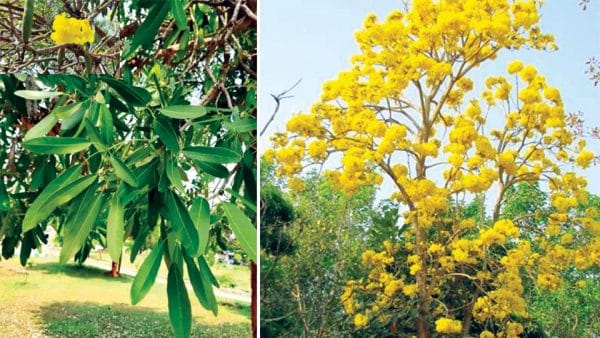 Tree of Gold - Star of Mysore