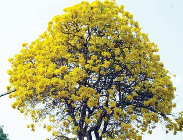 Tree of Gold - Star of Mysore