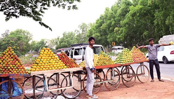 Low yield, relentless rain make mangoes dearer - Star of Mysore
