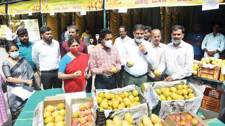 Mango Mela begins - Star of Mysore
