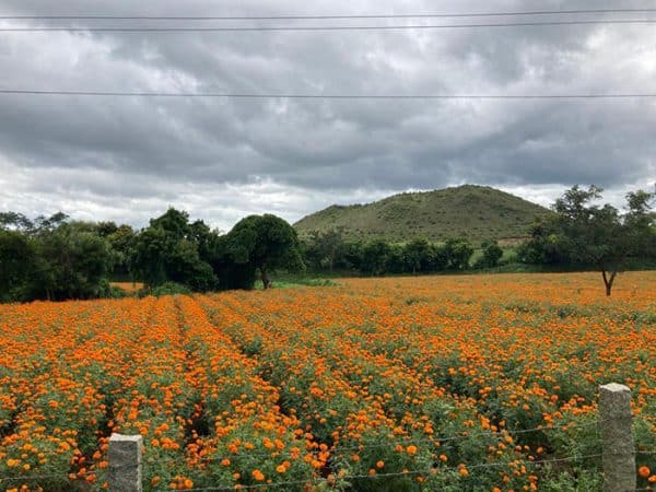 Sunflower fields of Gundlupet turn selfie spots for tourists - Star of ...