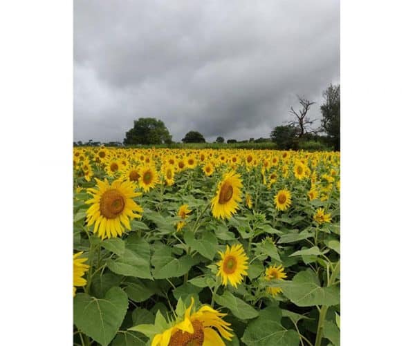 Sunflower fields of Gundlupet turn selfie spots for tourists - Star of ...