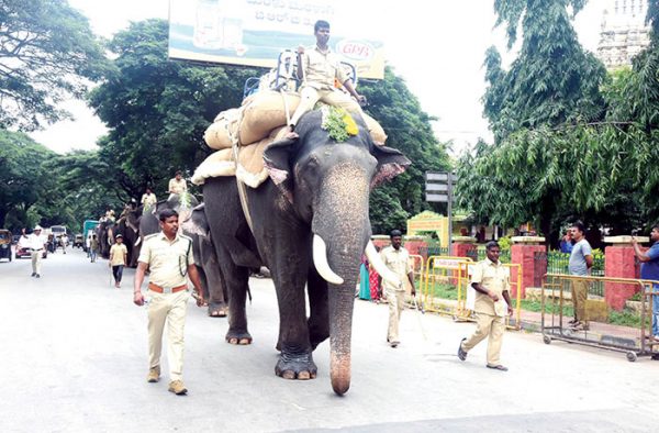 Weight Training for Dasara Elephants: Bheema and Dhananjaya too carry ...