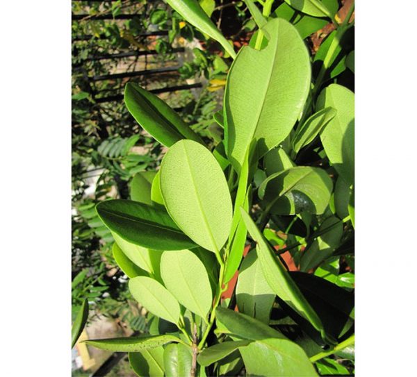 'All-in-one' spice tree - Star of Mysore