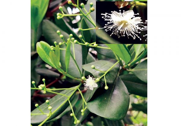 'All-in-one' spice tree - Star of Mysore