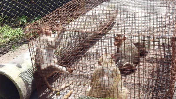 'Mischievous' monkeys atop Chamundi Hill captured - Star of Mysore