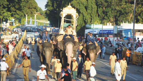 Dasara jumbos perfecting their walk for grand finale - Star of Mysore