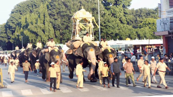 Abhimanyu begins training with Wooden Howdah - Star of Mysore