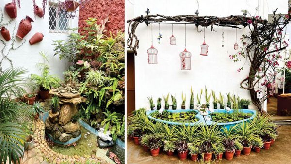 First prize in Dasara Terrace Garden competition - Star of Mysore