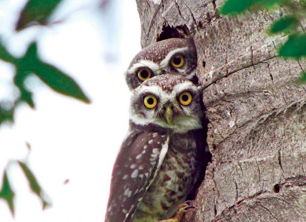 Spotted Owlet: The less seen but more heard night bird - Star of Mysore