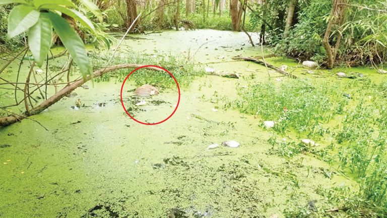 Crocodile kills and drags calf into water hole at Yele Thota - Star of ...