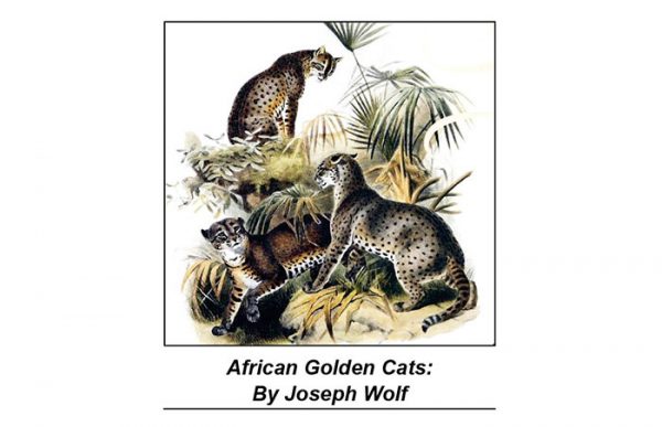 The Wild Cat’s Compendium: Cats of all Tribes - Star of Mysore