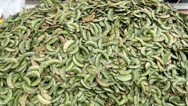 Four-day Avarekai Food Mela from tomorrow - Star of Mysore