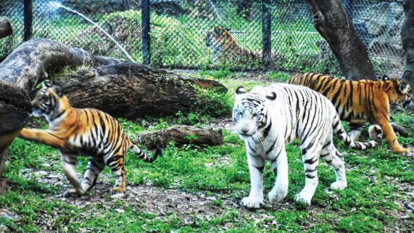 White tigress, three cubs main attractions at Mysuru Zoo now - Star of ...