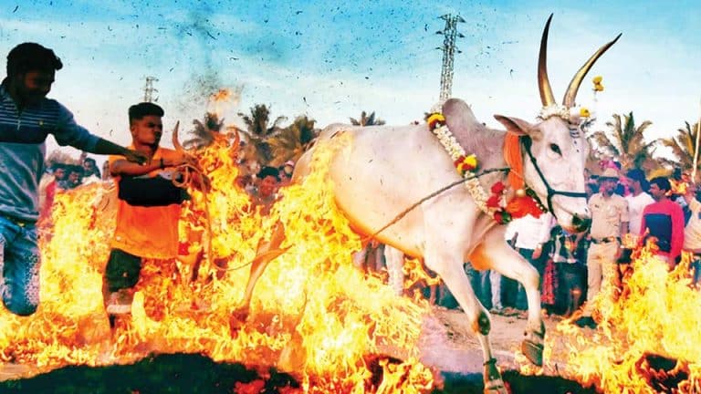 Makara Sankranti celebrated with grandeur in Mysuru - Star of Mysore