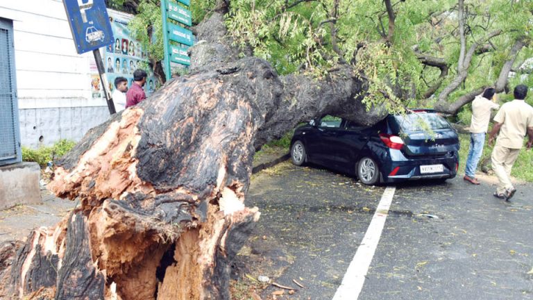 Miraculous escape for car occupants as huge tree falls on vehicles ...