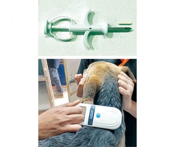 Micro-chipping your Pet Dog - Star of Mysore