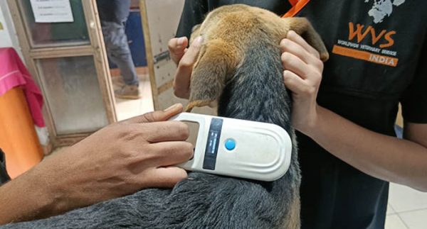 Micro-chipping your Pet Dog - Star of Mysore