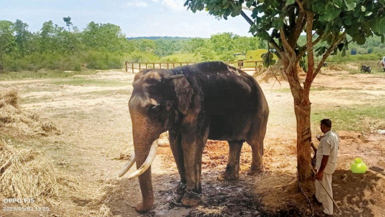 Former Howdah Elephant Balarama falls sick - Star of Mysore