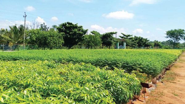 Steep hike in sapling prices hits greening drive - Star of Mysore