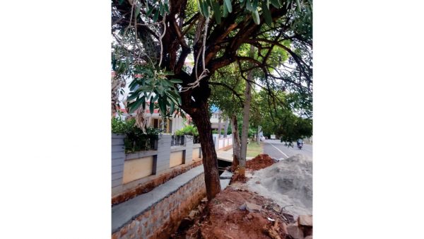 Provide sufficient space around trees for water retention - Star of Mysore
