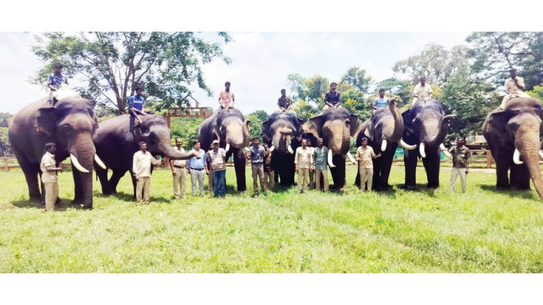 Dasara elephant team passes firecracker test - Star of Mysore