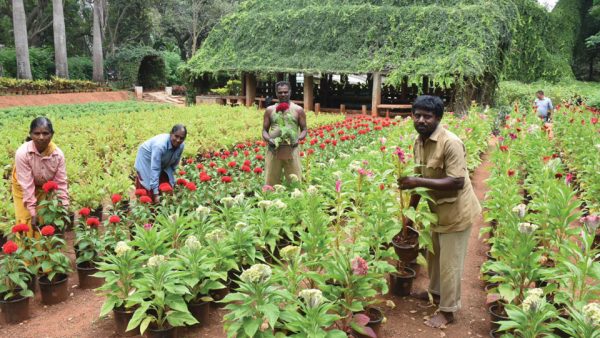 85,000 flower pots for Dasara Flower Show - Star of Mysore